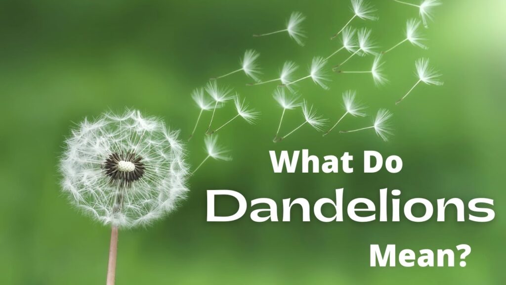 The Spiritual Meaning of Dandelion Flowers: Unveiling their Symbolism ...