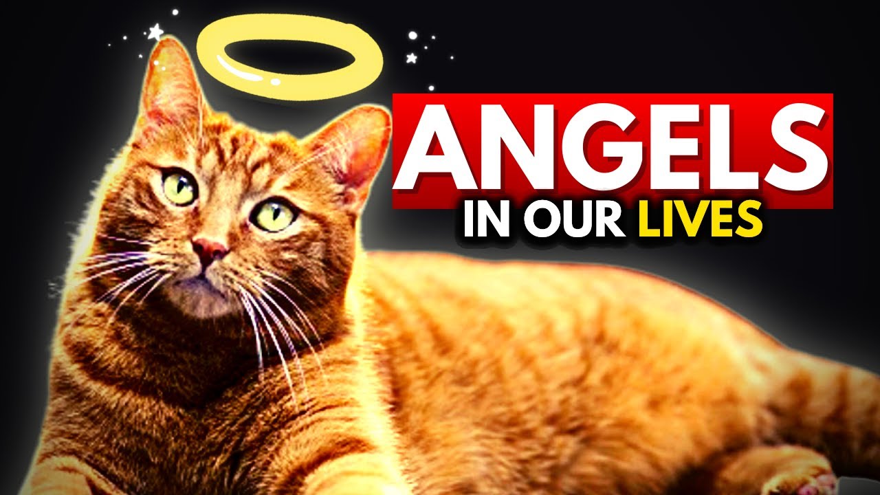 Unveiling the Spiritual Meaning Behind Ginger Cats - Spiritual Meaning