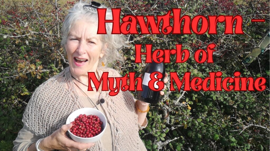 Unveiling the Spiritual Meaning of the Hawthorn Tree - Spiritual Meaning