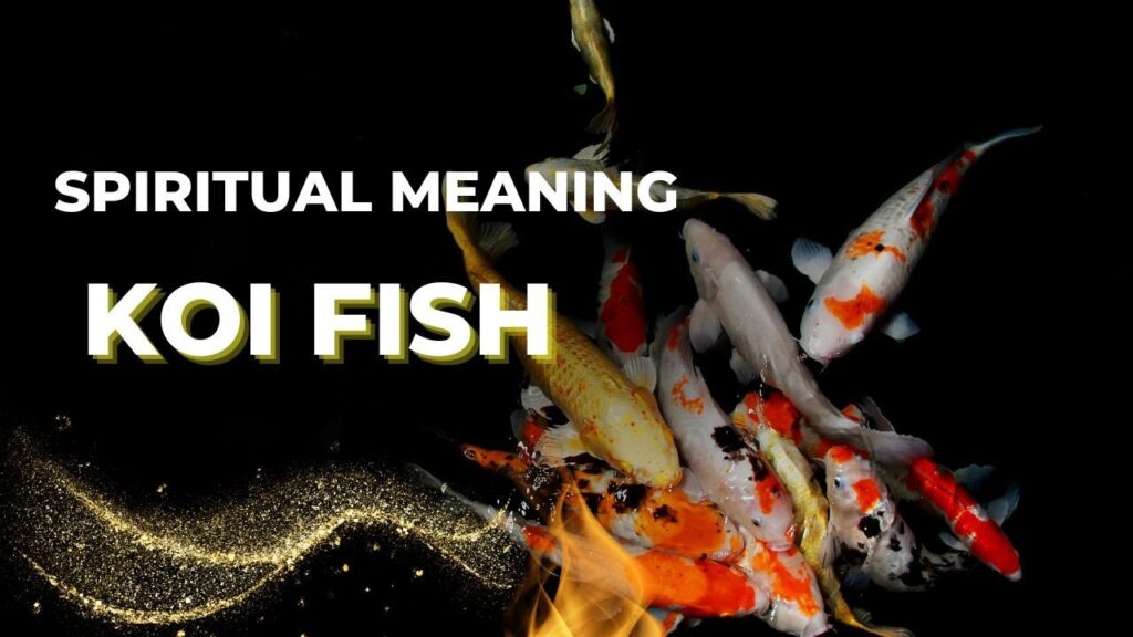 The Spiritual Meaning of Koi Fish: A Guide - Spiritual Meaning