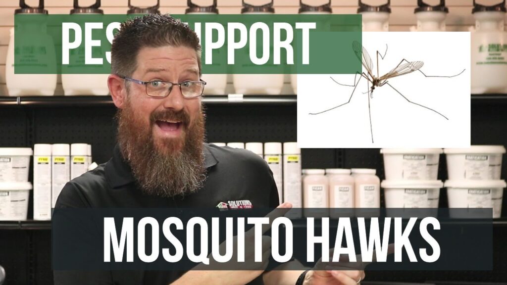 Discover the Spiritual Meaning of the Mosquito Hawk - Spiritual Meaning