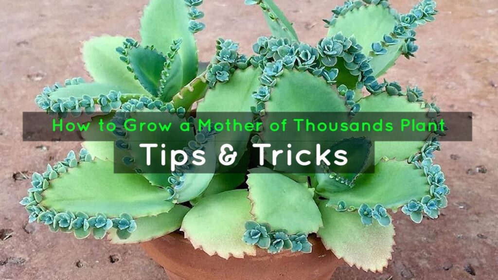 The Spiritual Meaning of Mother of Thousands Plant: Unveiling its ...