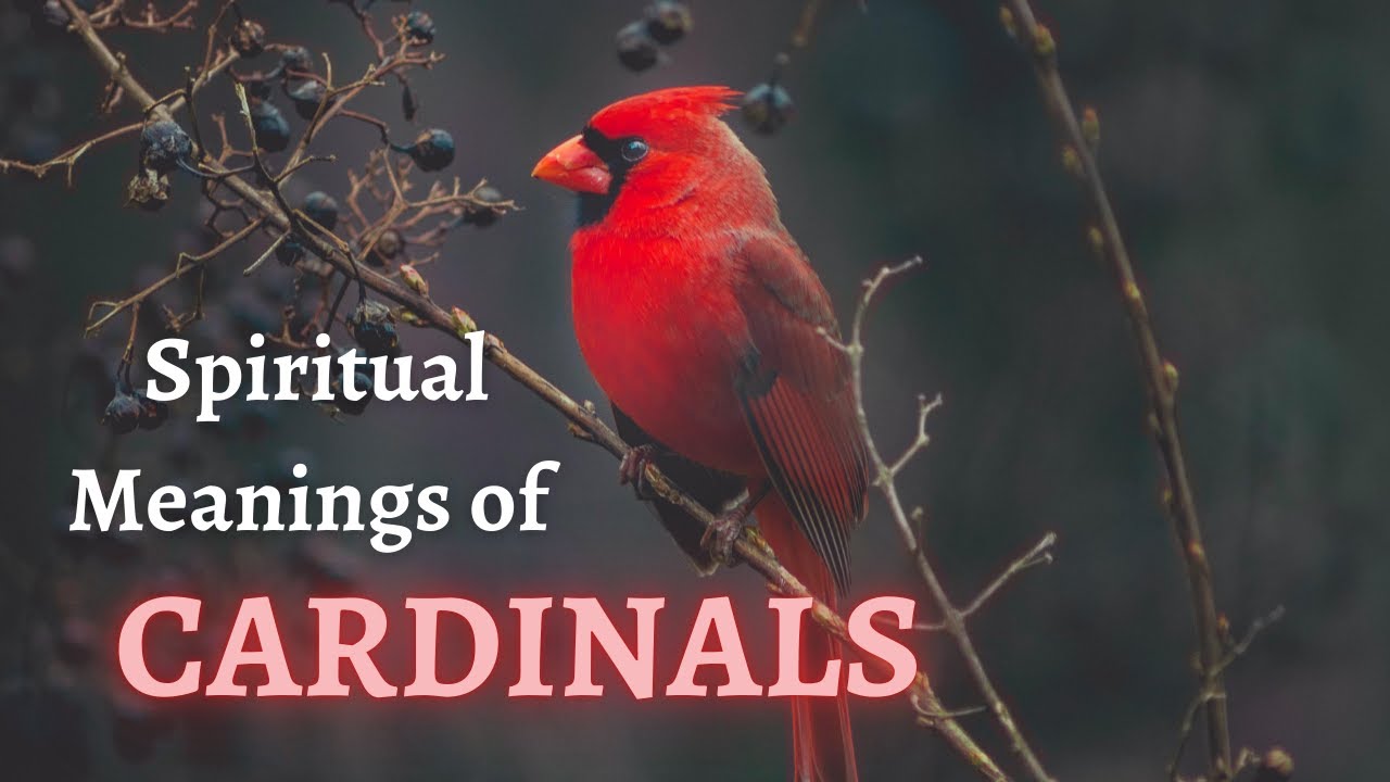 The Spiritual Meaning of the Northern Cardinal Explained - Spiritual ...