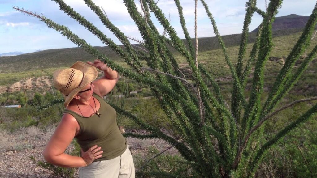 The Spiritual Meaning of Ocotillo: Unveiling its Significance and ...