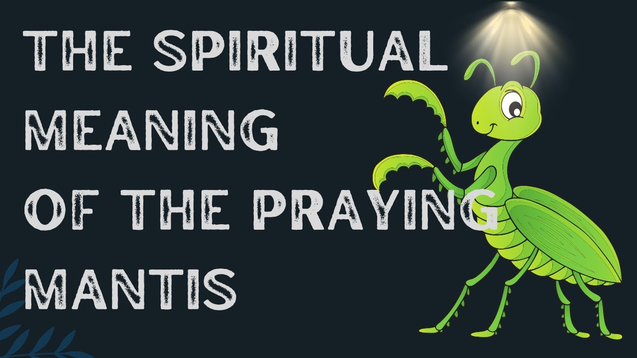 The Spiritual Meaning Behind Seeing a Green Praying Mantis - Spiritual ...