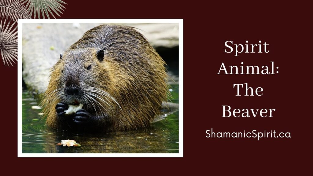 Understanding the Spiritual Meaning of a Beaver Crossing Your Path ...