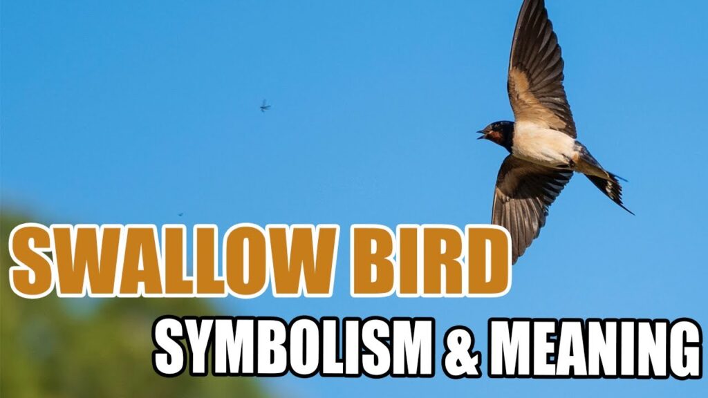 The Symbolic Significance of Swallows: Understanding the Spiritual ...