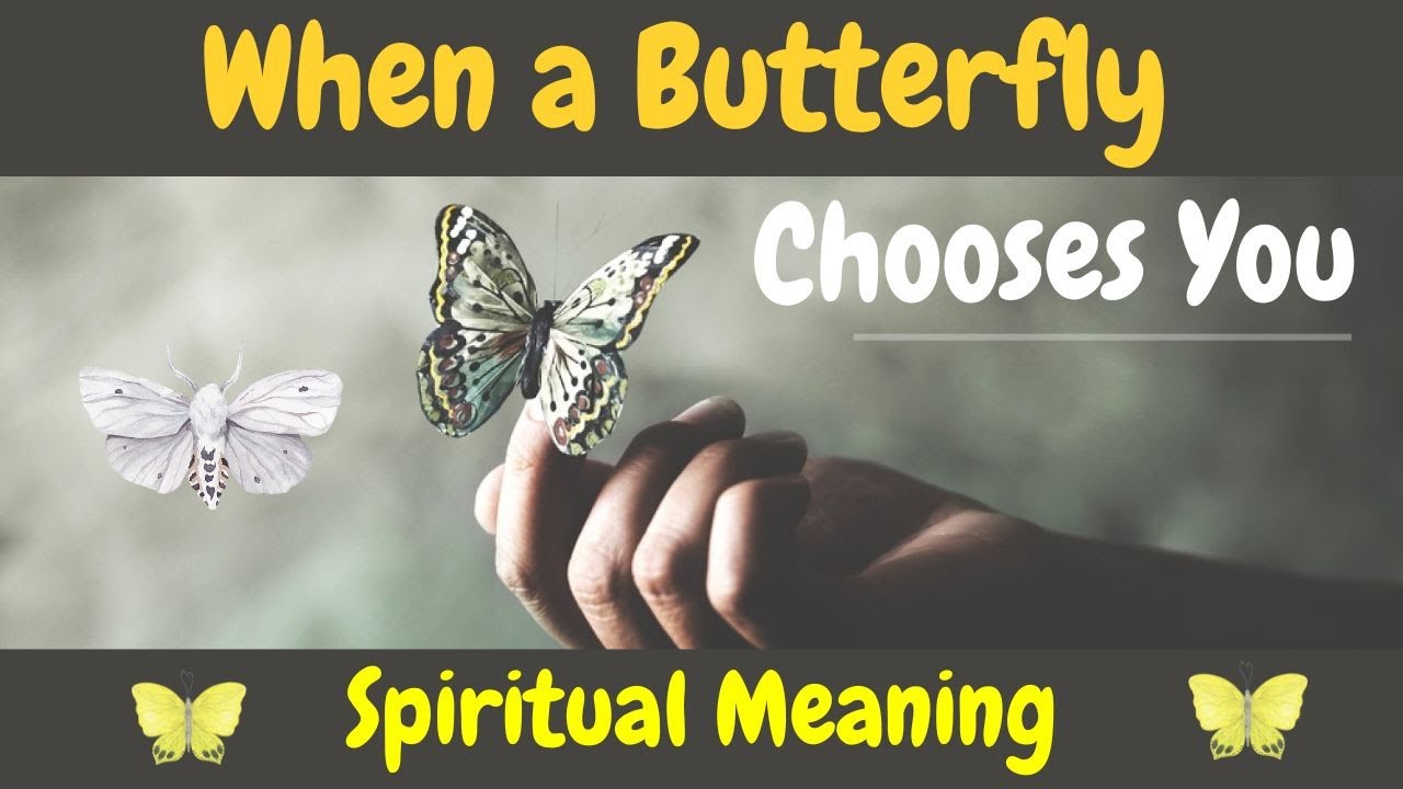 The Spiritual Meaning of a Butterfly Landing on You - Spiritual Meaning