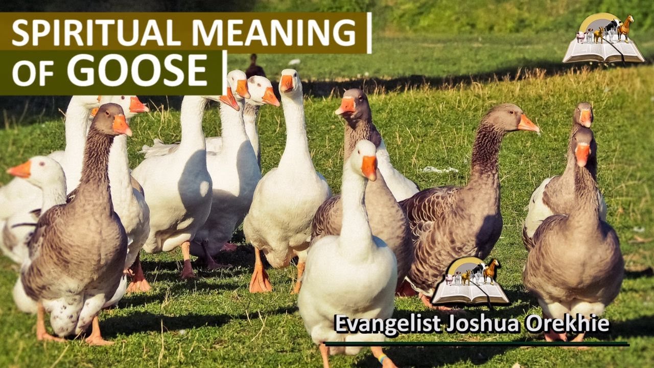 The Spiritual Significance of Geese Honking: Exploring the Meaning ...