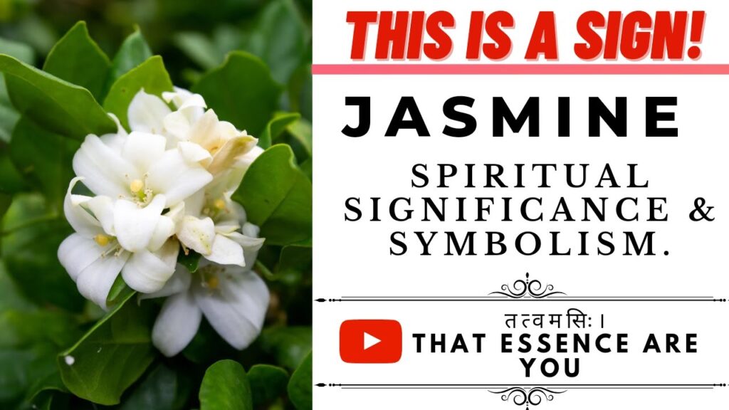 The Spiritual Significance of the Name Jasmine - Spiritual Meaning