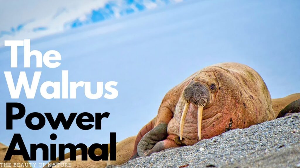 The Spiritual Meaning of Walrus: Unveiling its Symbolism - Spiritual ...