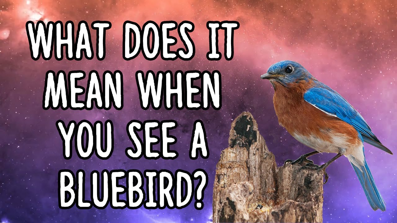 The Spiritual Meaning of Seeing a Bluebird Explained - Spiritual Meaning
