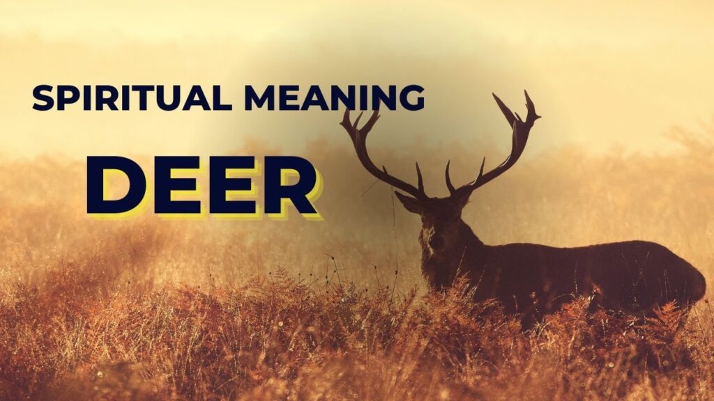 What Does it Mean When You See a Deer Spiritually? - Spiritual Meaning