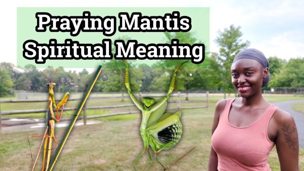 Praying Mantis Symbolism: 14 Spiritual Meanings Of Praying Mantis – MKSTZ